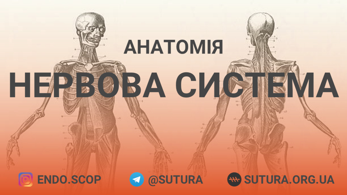 Спинний мозок - Sutura