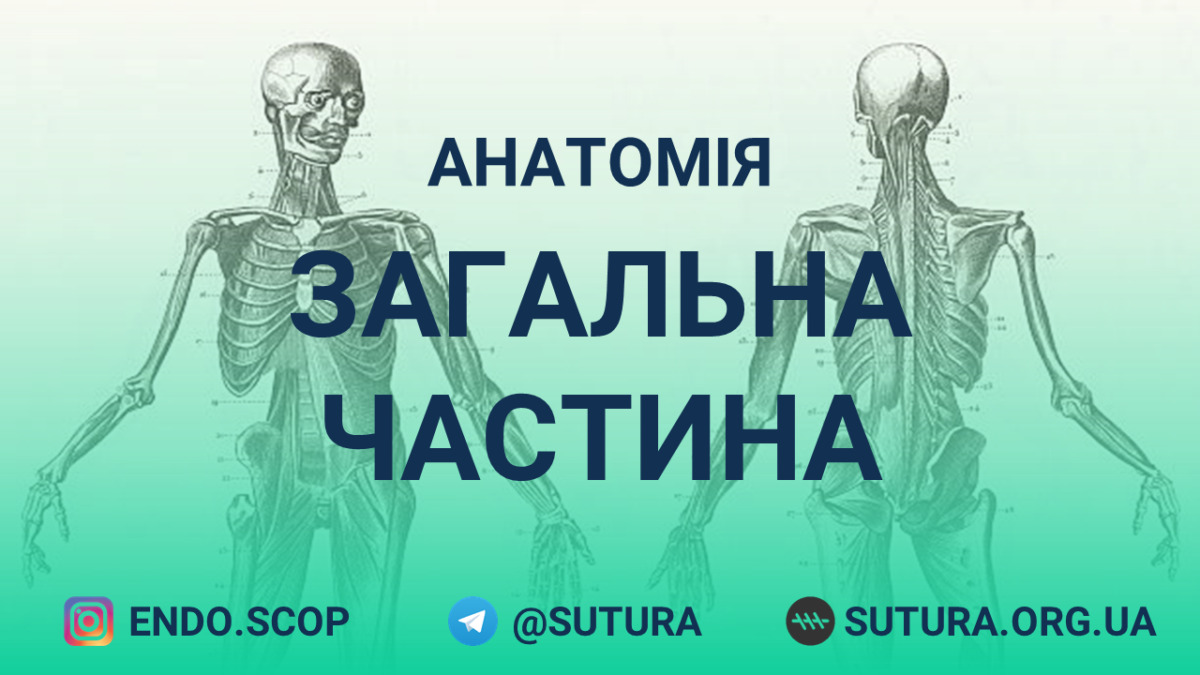 Ділянки тіла людини - Sutura